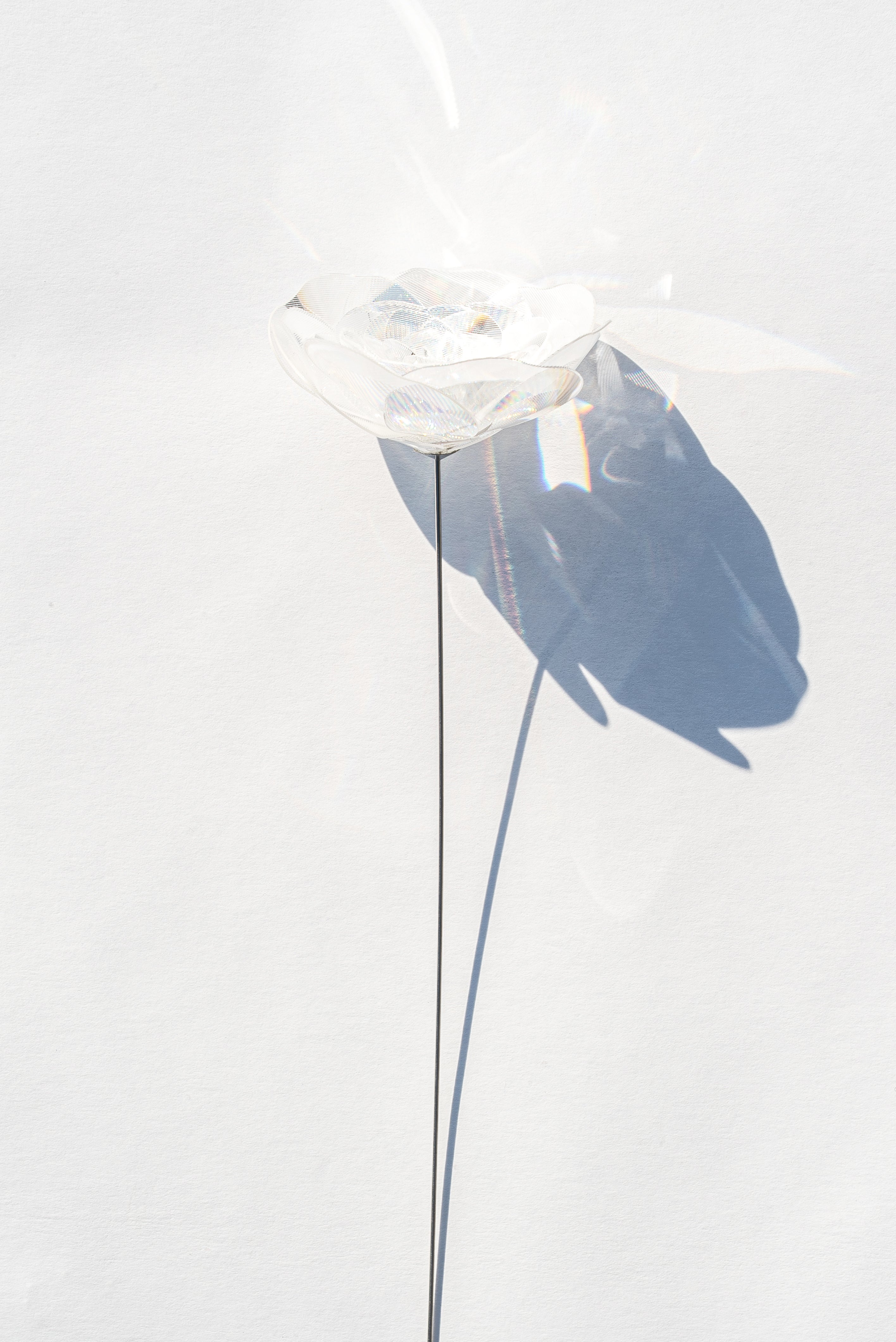 Prism Flower #1 / Ranunculus – EMISSION